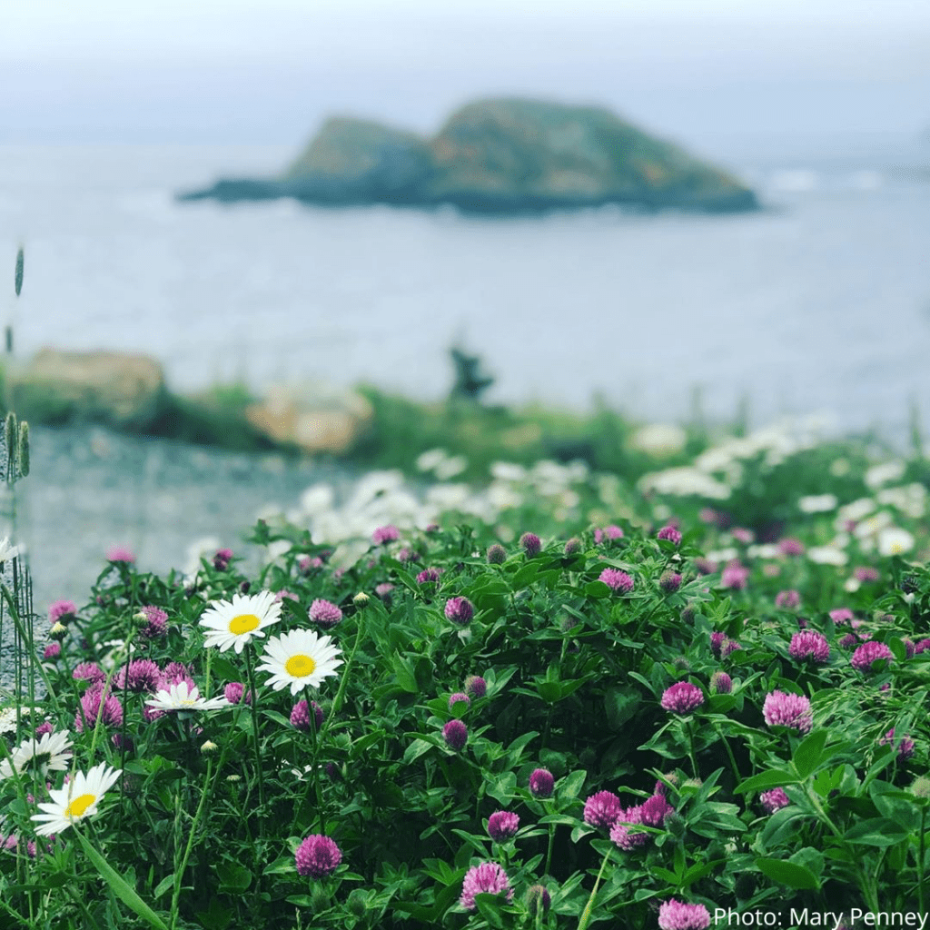 04. Biscan Cove Path | East Coast Trail