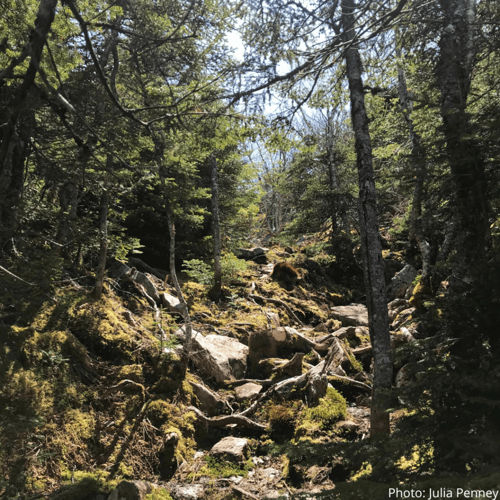 02. Piccos Ridge Path | East Coast Trail