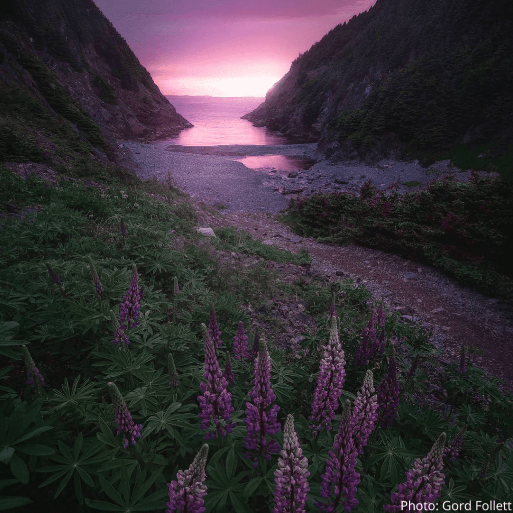 05. Stiles Cove Path | East Coast Trail