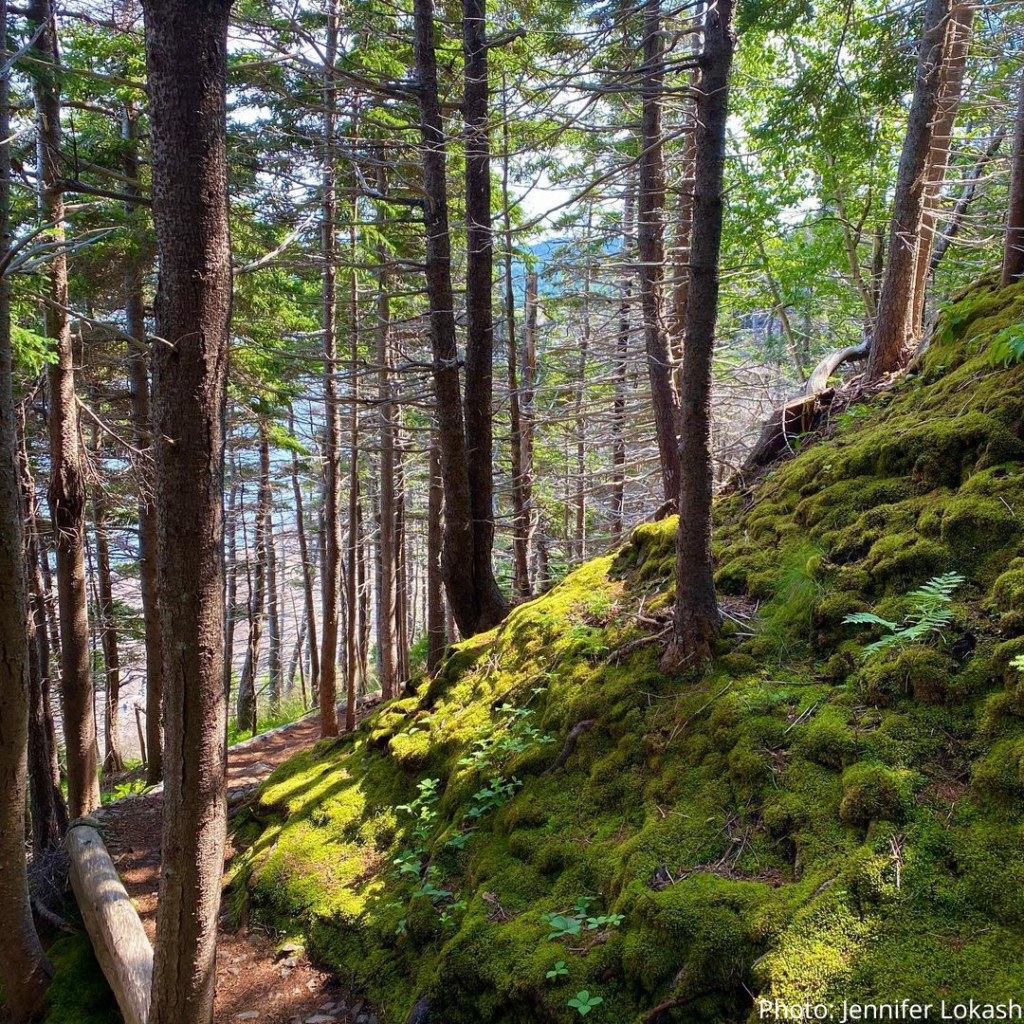 05. Stiles Cove Path | East Coast Trail