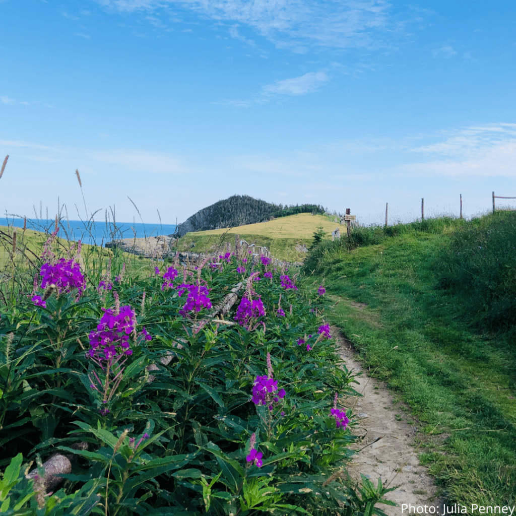 16. Tinkers Point Path | East Coast Trail