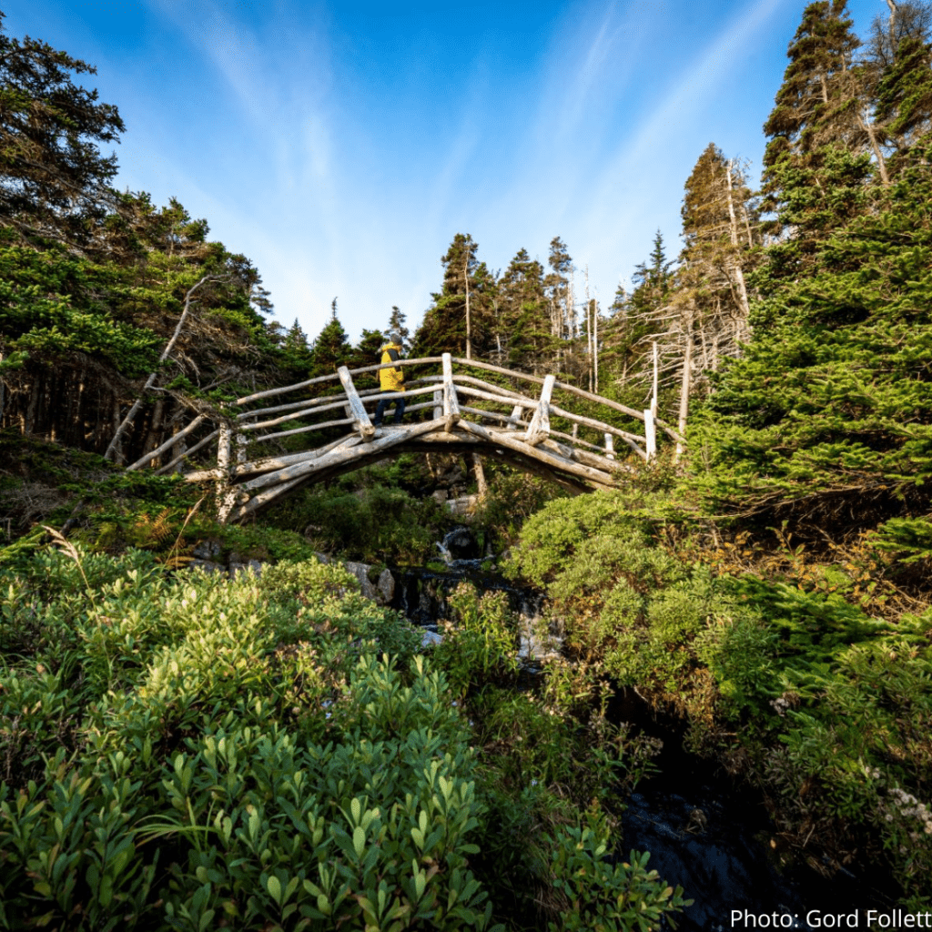 05. Stiles Cove Path | East Coast Trail